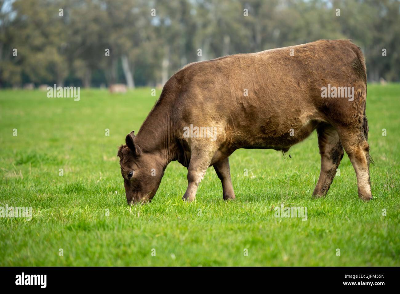 Beef cattle and cows in Australi Stock Photo - Alamy