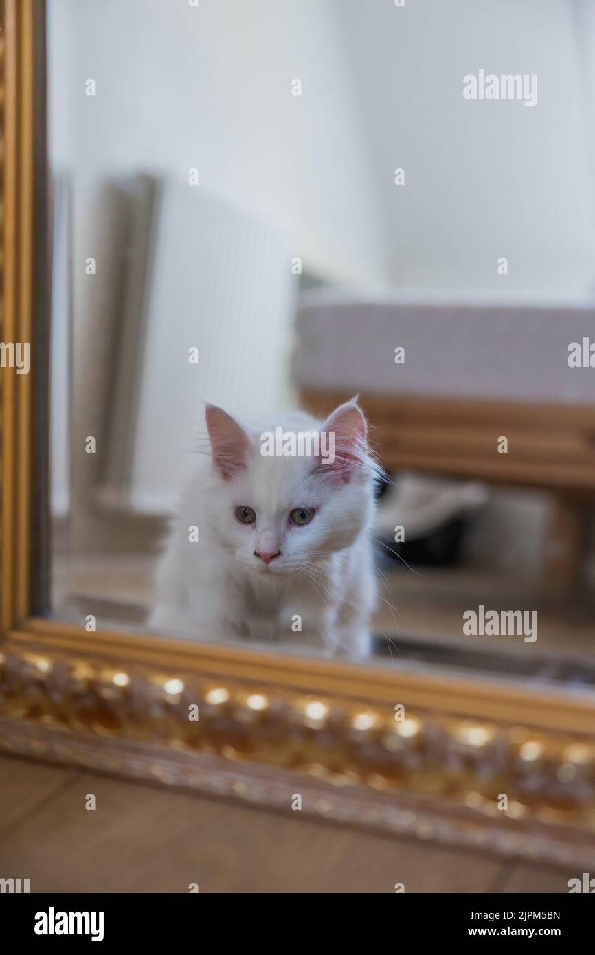 A vertical shot of a white cat looking at its reflection in the mirror ...