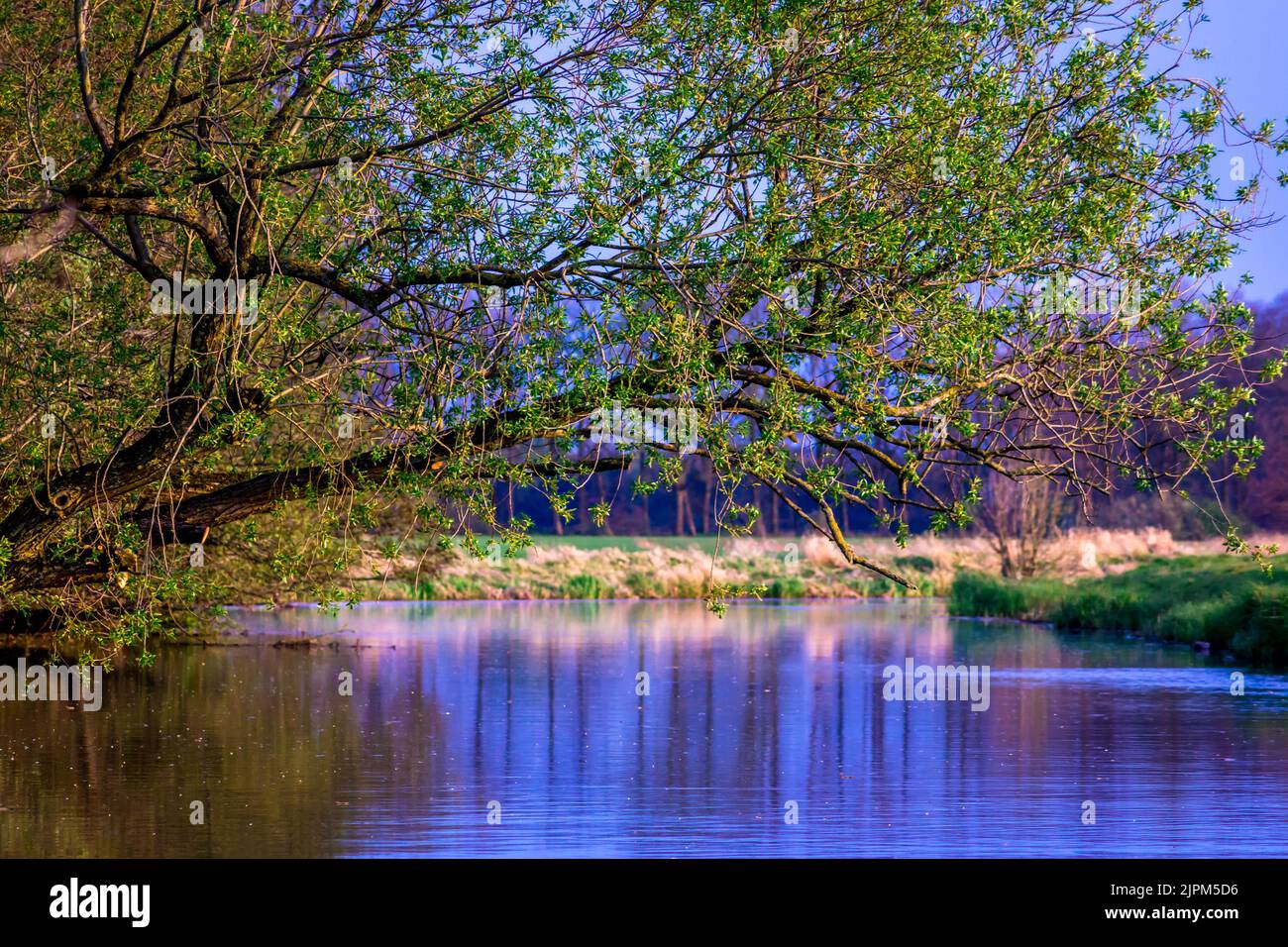 hanging branch above water Stock Photo - Alamy