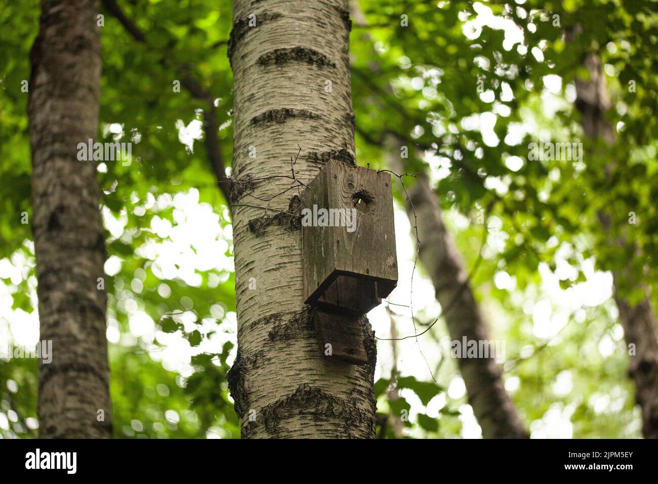 Birdhouses and bird feeder in the forest on a blurry background of ...