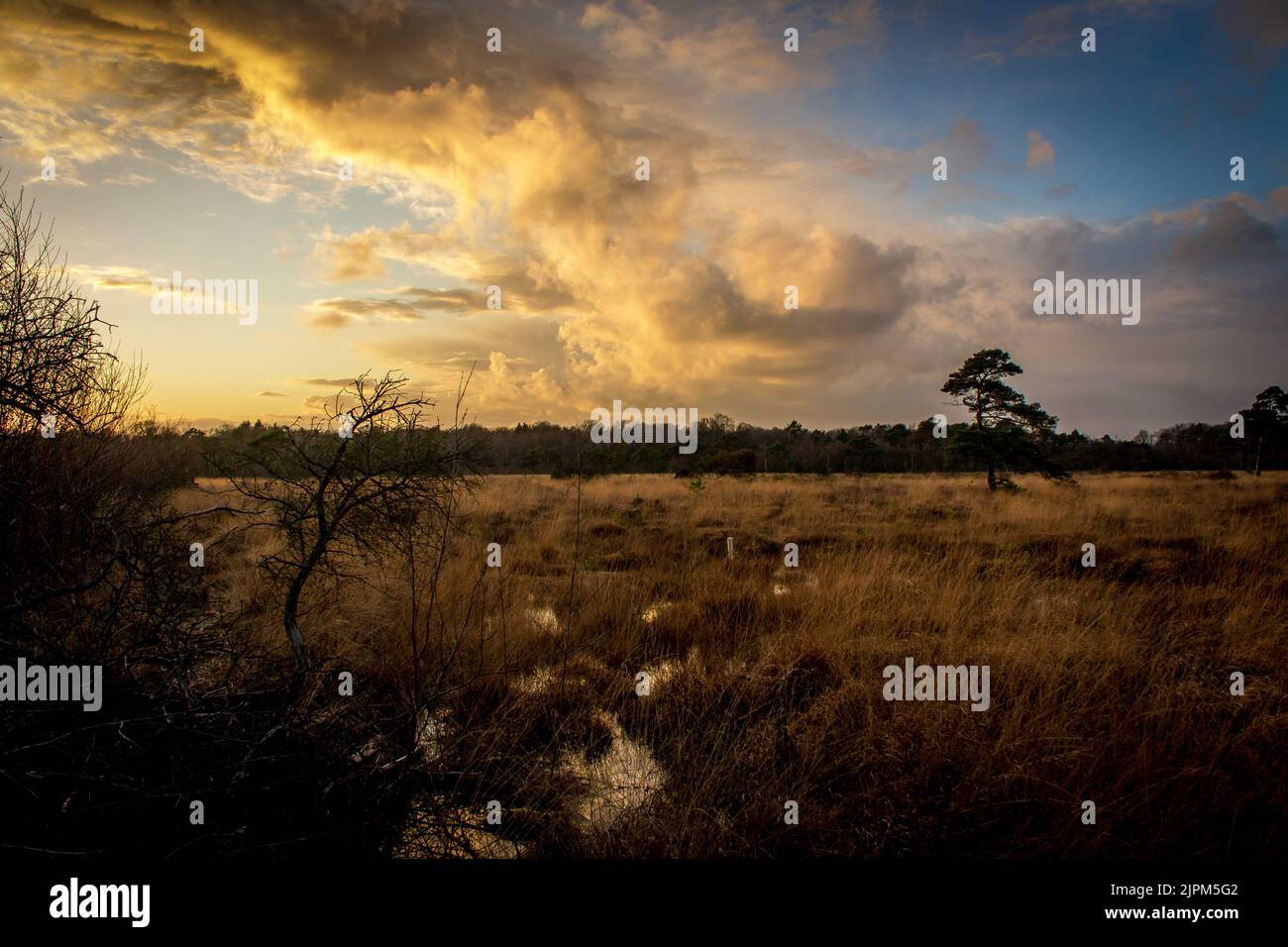 Woold netherlands hi-res stock photography and images - Alamy