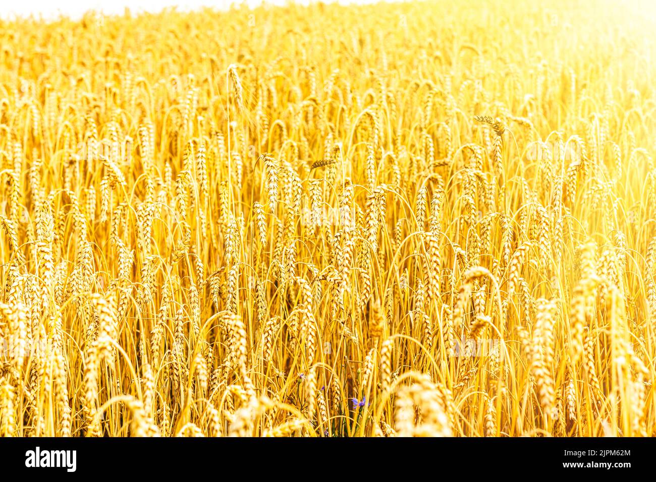 grain field ukrainian grain exports Stock Photo - Alamy