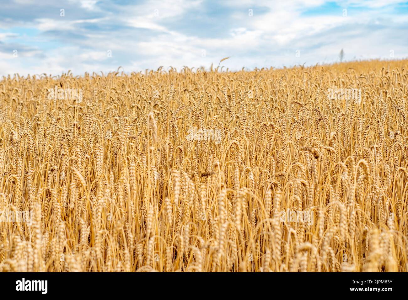 grain field ukrainian grain exports Stock Photo - Alamy