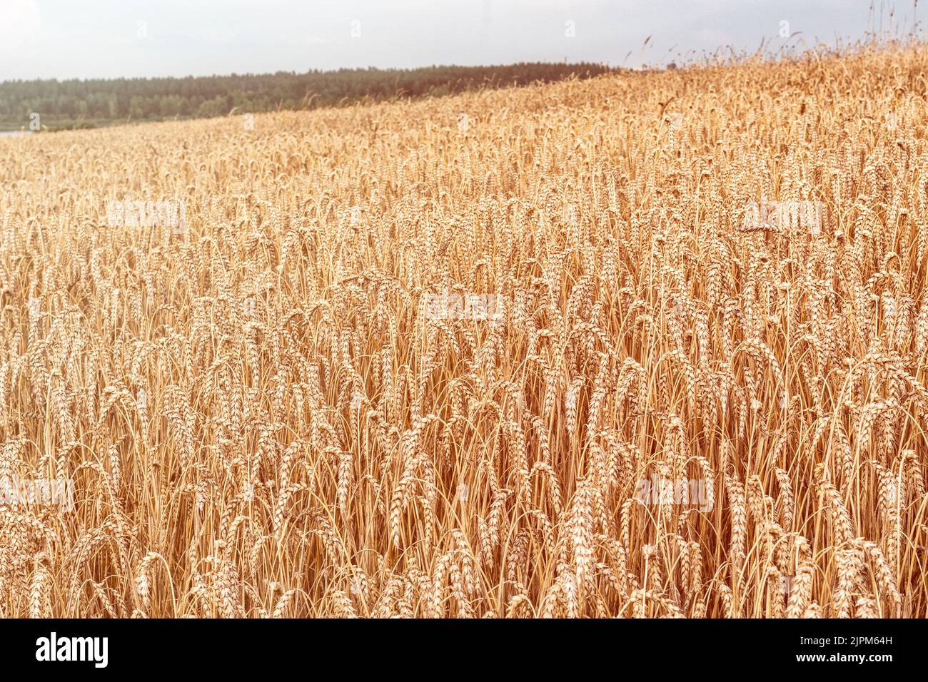 grain field ukrainian grain exports Stock Photo - Alamy