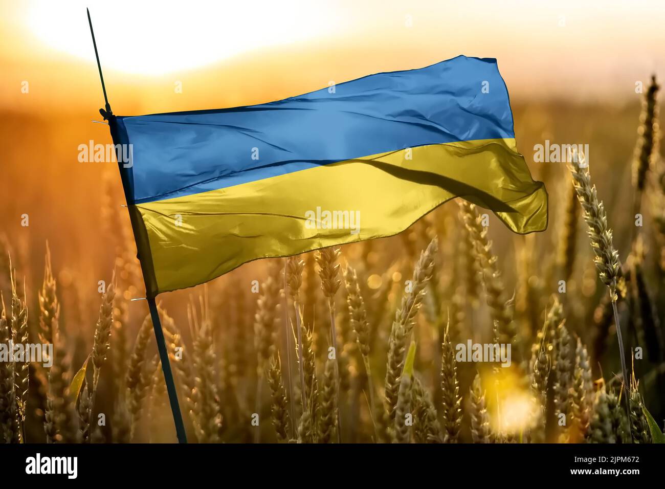 grain field ukrainian grain exports Stock Photo - Alamy