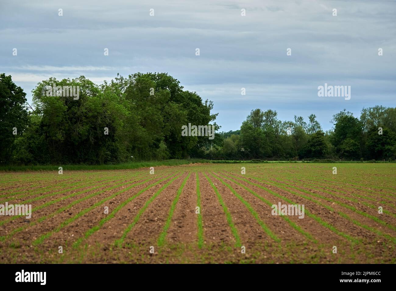 Newly planted corn hi-res stock photography and images - Alamy