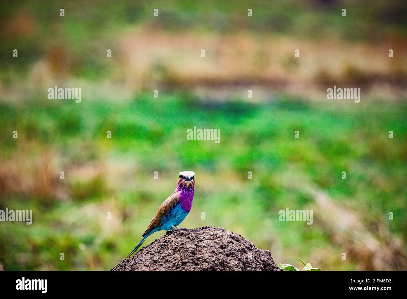 The lilac-breasted roller is an African bird of the roller family ...