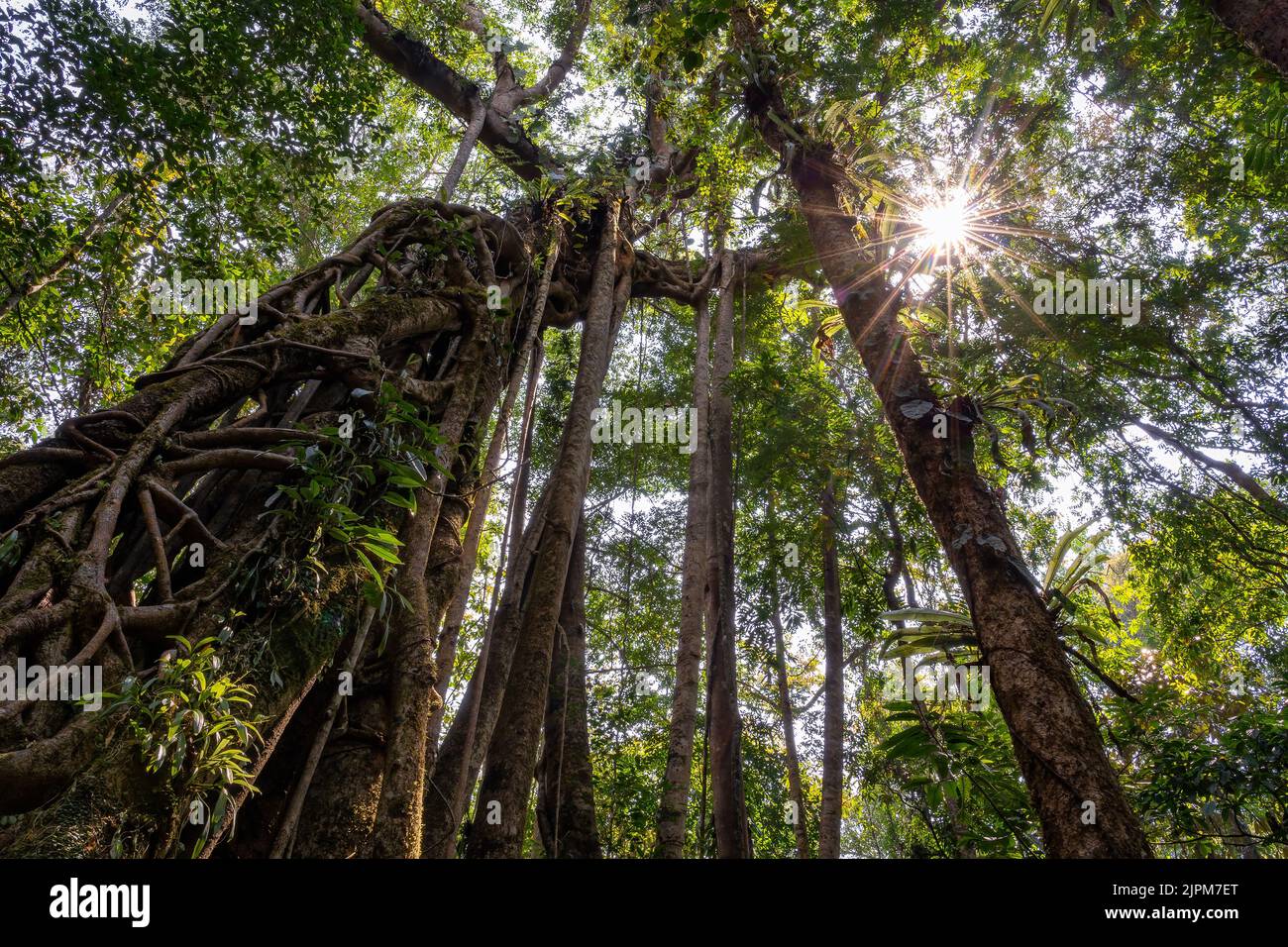A low angle of sunlight beaming through trees in a green forest in ...