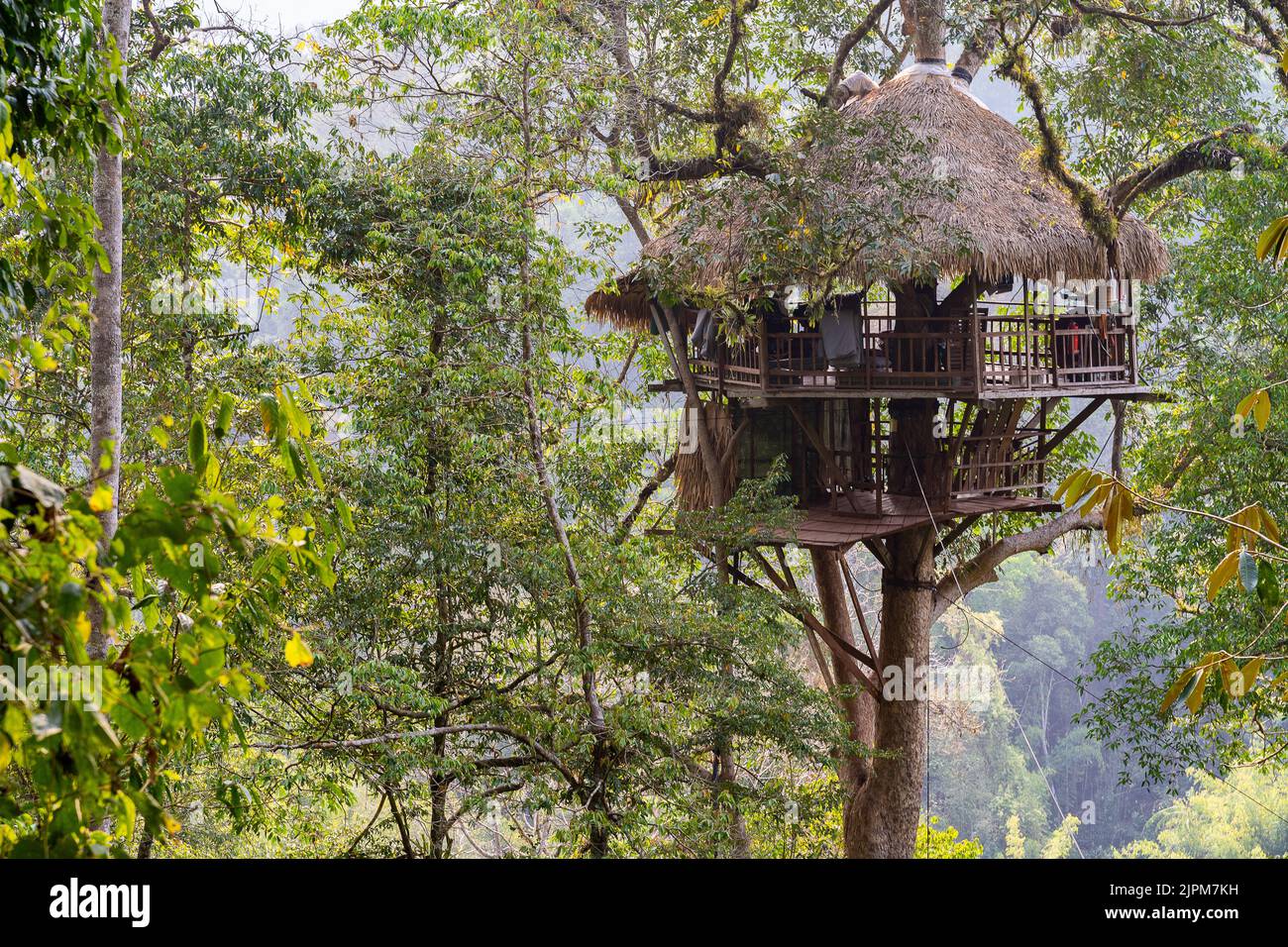 A thatched tree house in Gibbon Experience, Laos Stock Photo - Alamy