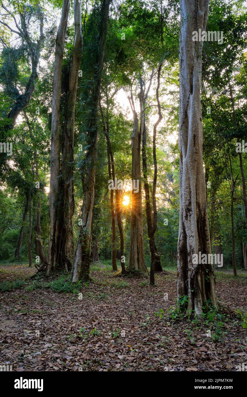 A vertical shot of sunlight beaming through trees in a green forest ...