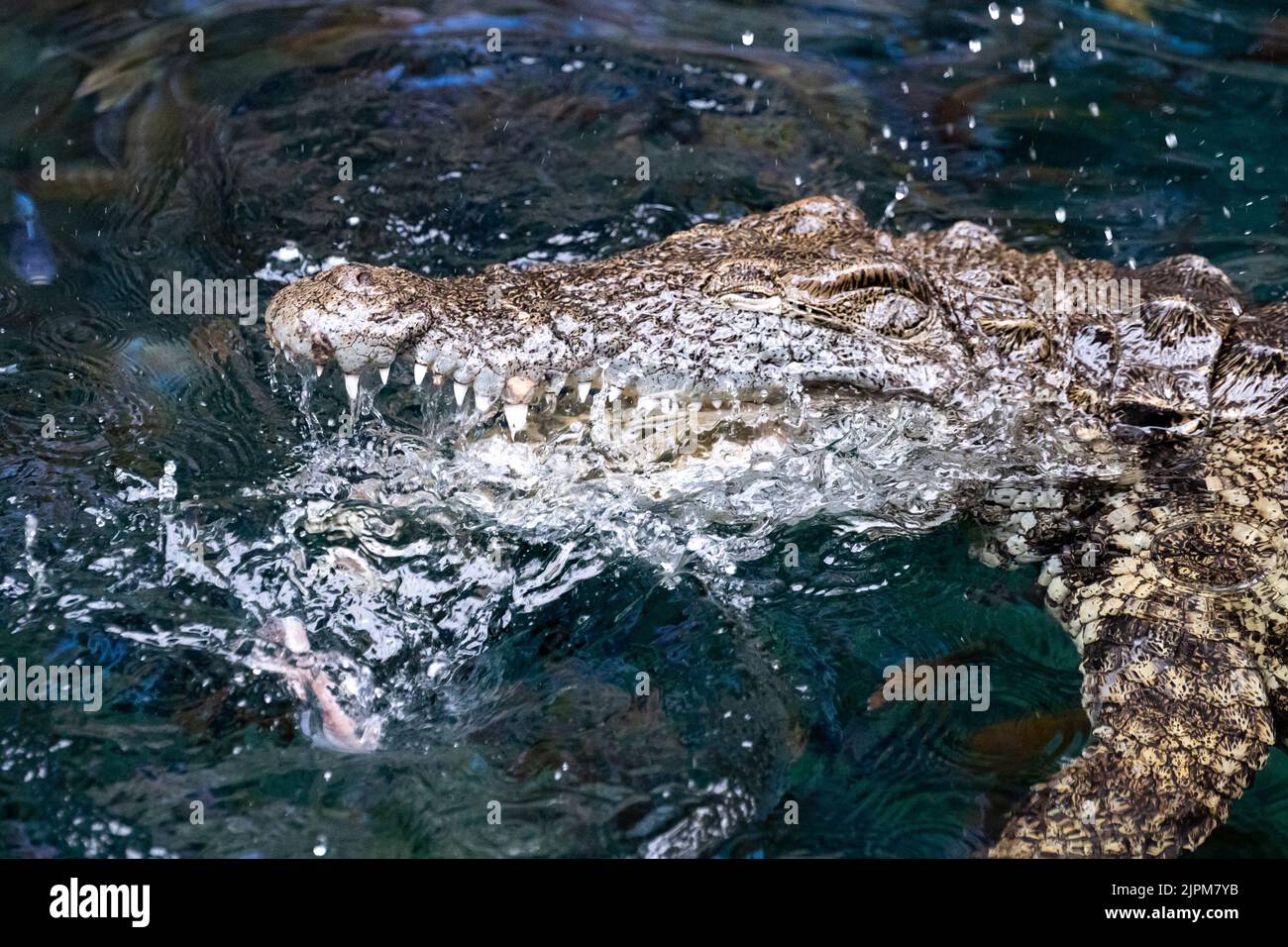 Hamburg, Germany. 19th Aug, 2022. Newcomer Linyanti snaps at a fish ...