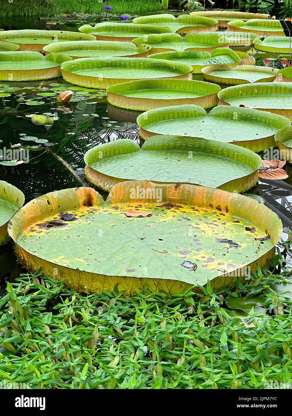 Vertical closeup on the tropical giant waterlily, Victoria cruziana ...