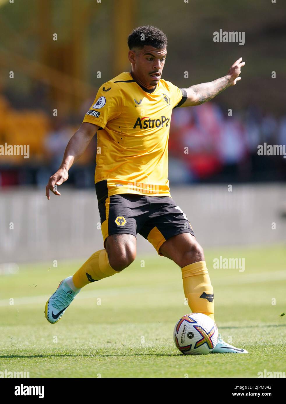 Gibbs white 2022 wolves hi-res stock photography and images - Alamy