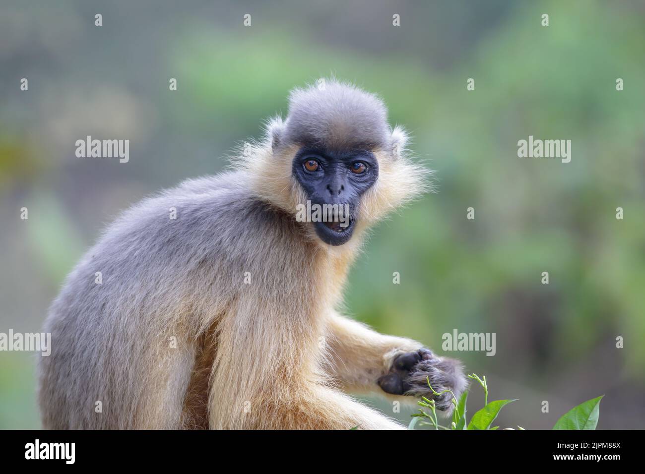 Capped langur trachypithecus pileatus hi-res stock photography and ...