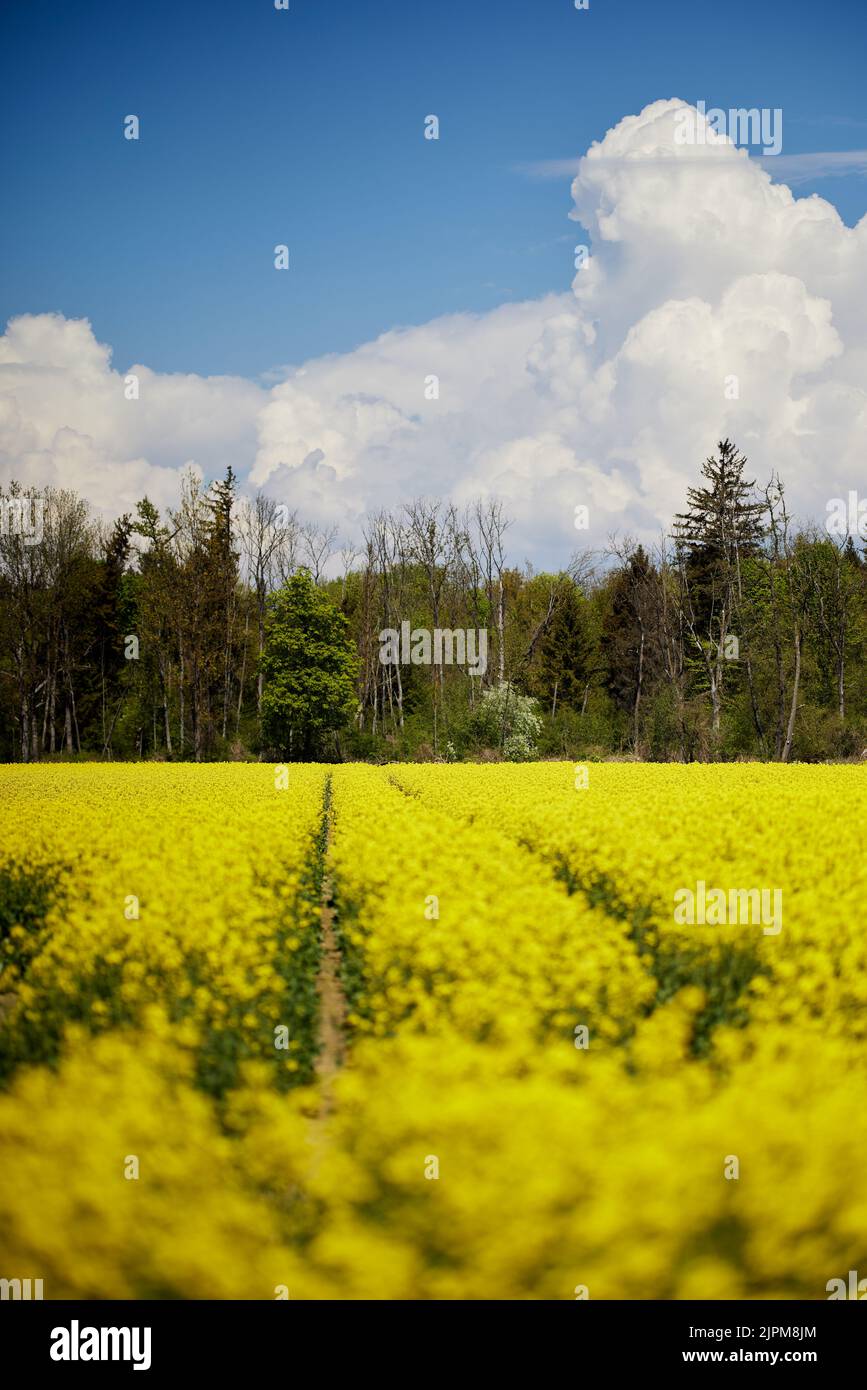 A vertical breathtaking view of yellow raps field and green trees in ...