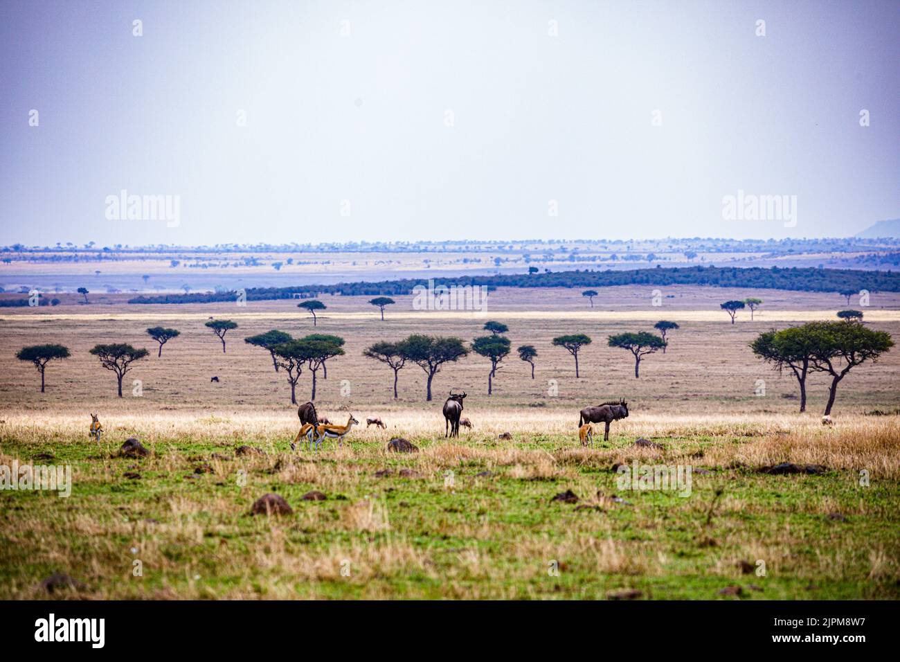 Impala with zebras hi-res stock photography and images - Alamy