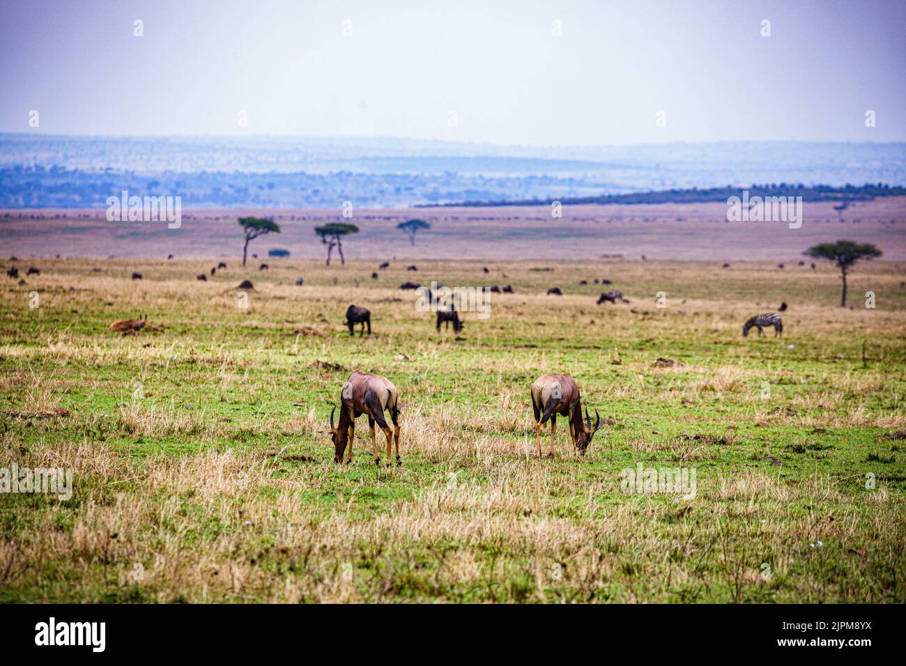 Group of dead wildebeest hi-res stock photography and images - Alamy