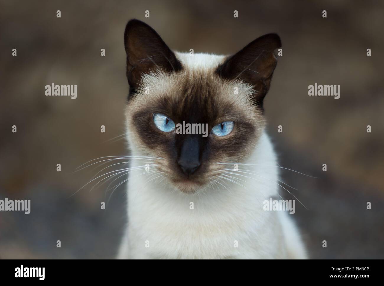 Blue eyed iris hi-res stock photography and images - Alamy