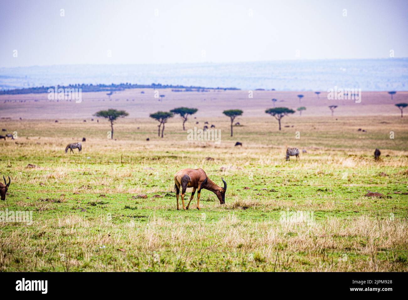 Group of dead wildebeest hi-res stock photography and images - Alamy