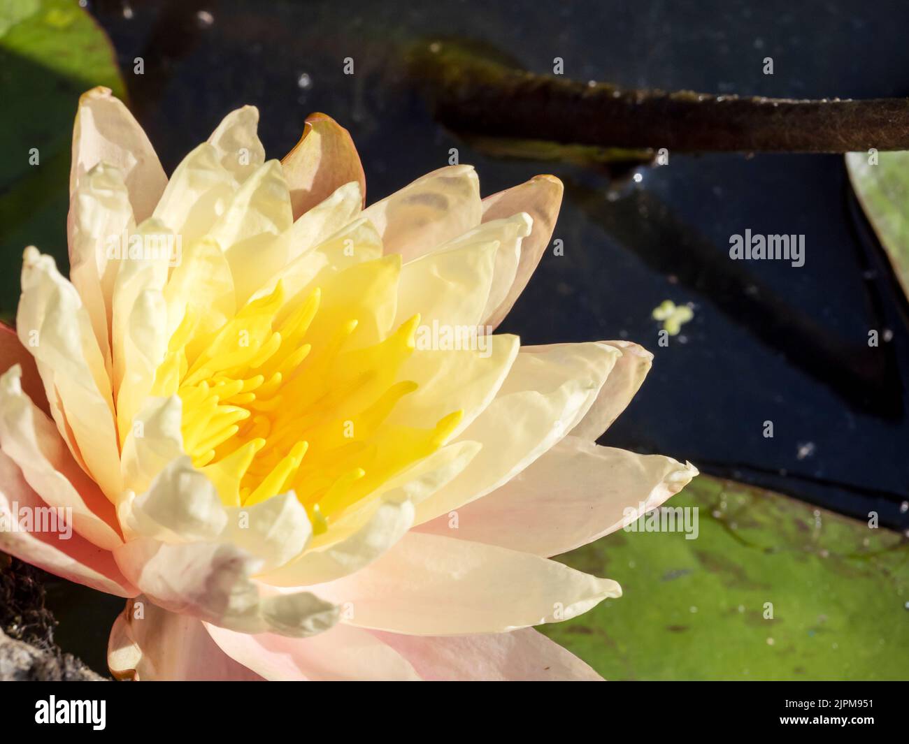 Flowering water lily on a garden pond in Clitheroe, Lancashire, UK ...