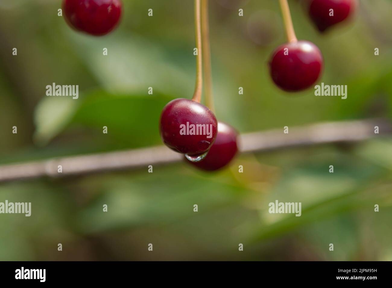 Fruit falling from tree hi-res stock photography and images - Alamy