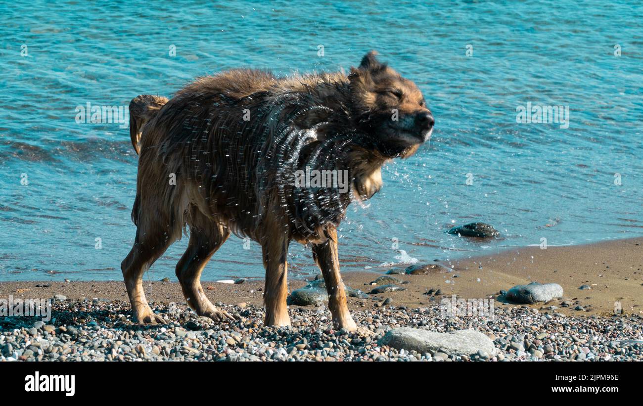 Dog wet shaking hi-res stock photography and images - Alamy