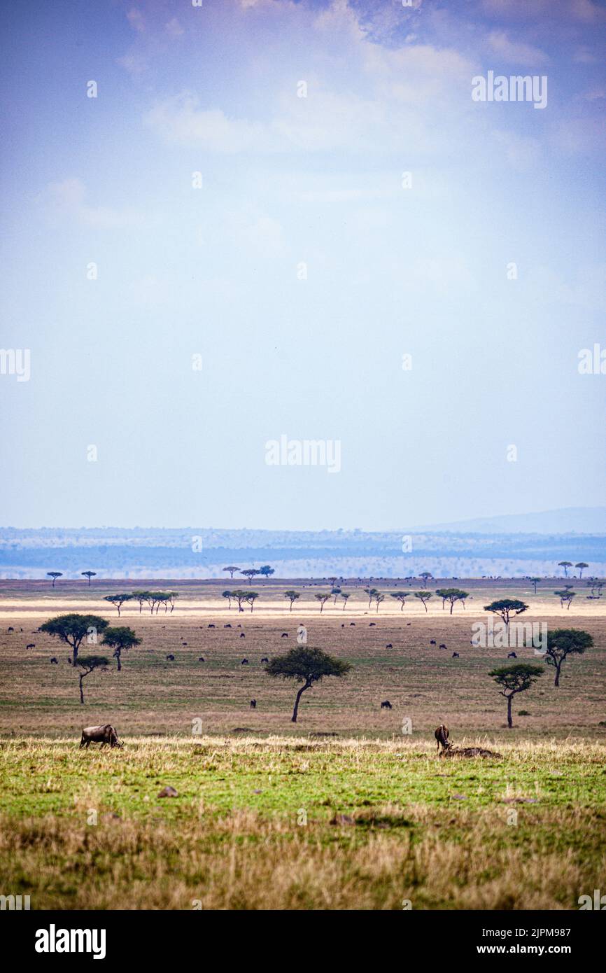 Maasai Mara National Game Reserve Park triangle Narok County Kenya East ...