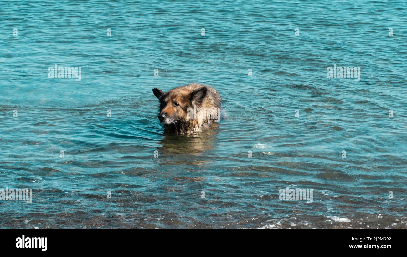Dog shaking. Wet dog shaking itself after cooling in the sea. Motion ...