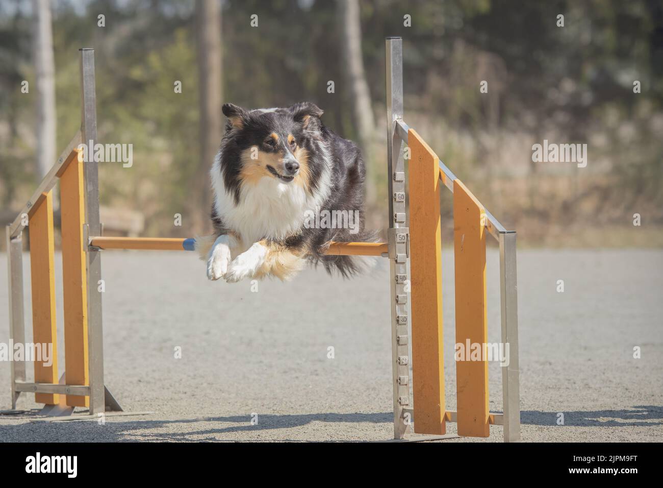 A cute Shetland Sheepdog jumping over an agility hurdle during the dog ...
