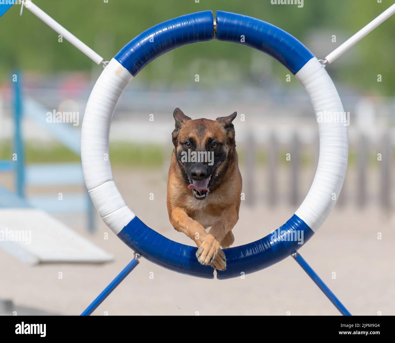 A brown Belgian Shepherd dog jumping through an agility ring during the ...