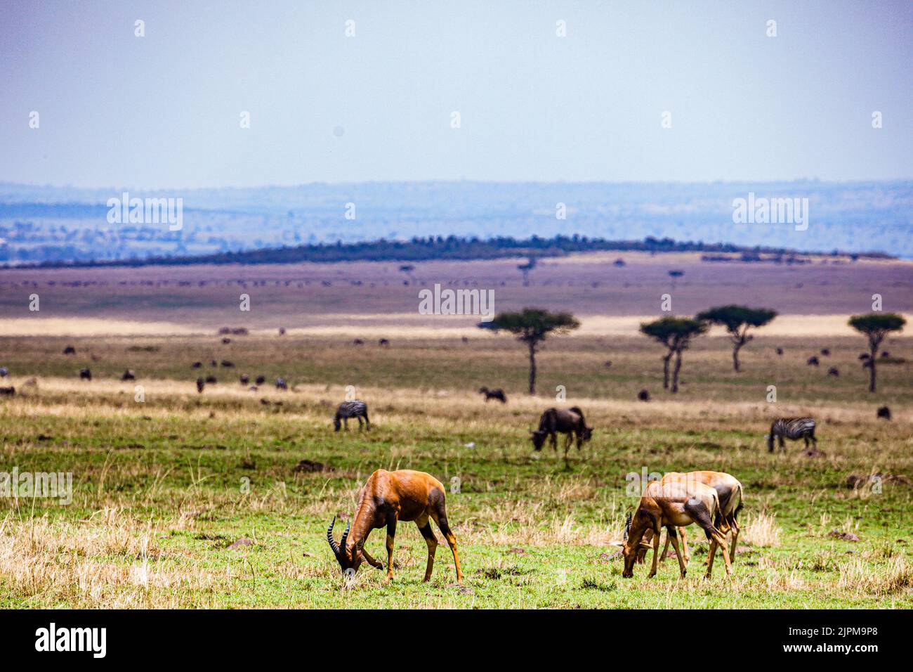 Group of dead wildebeest hi-res stock photography and images - Alamy