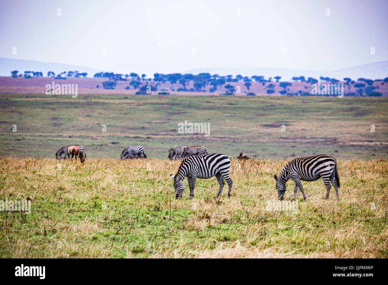Impala with zebras hi-res stock photography and images - Alamy