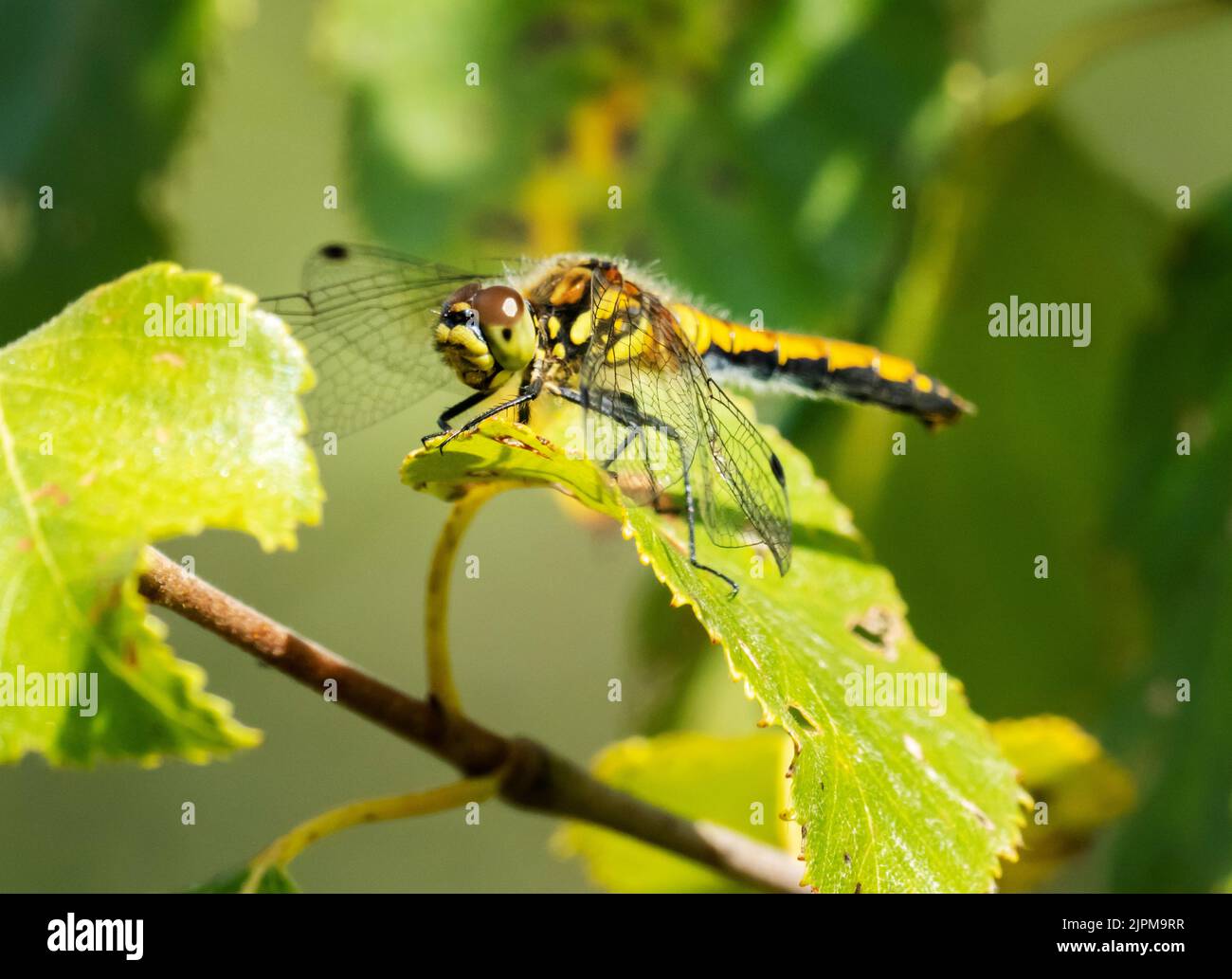 A female Ruddy Darter; Sympetrum sanguineum; at Foulshaw, moss, Cumbria ...