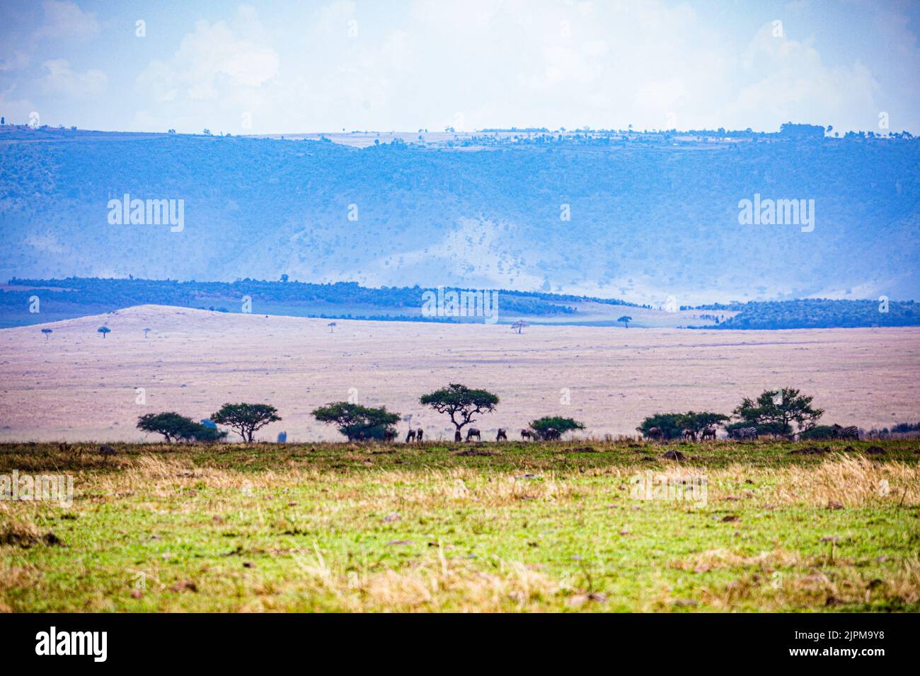 Maasai Mara National Game Reserve Park triangle Narok County Kenya East ...