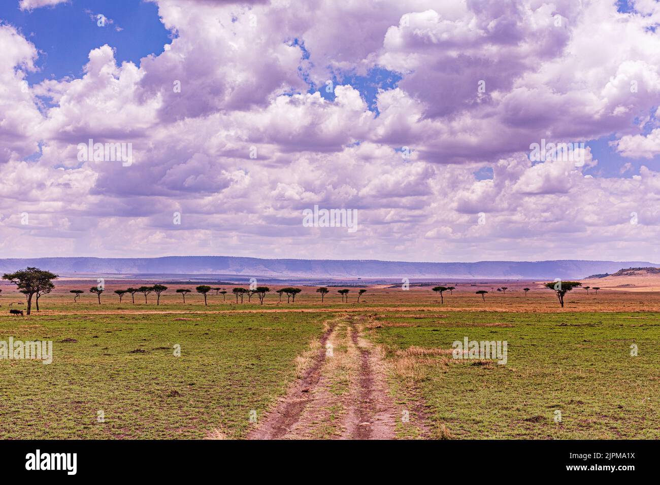 Maasai Mara National Game Reserve Park triangle Narok County Kenya East ...