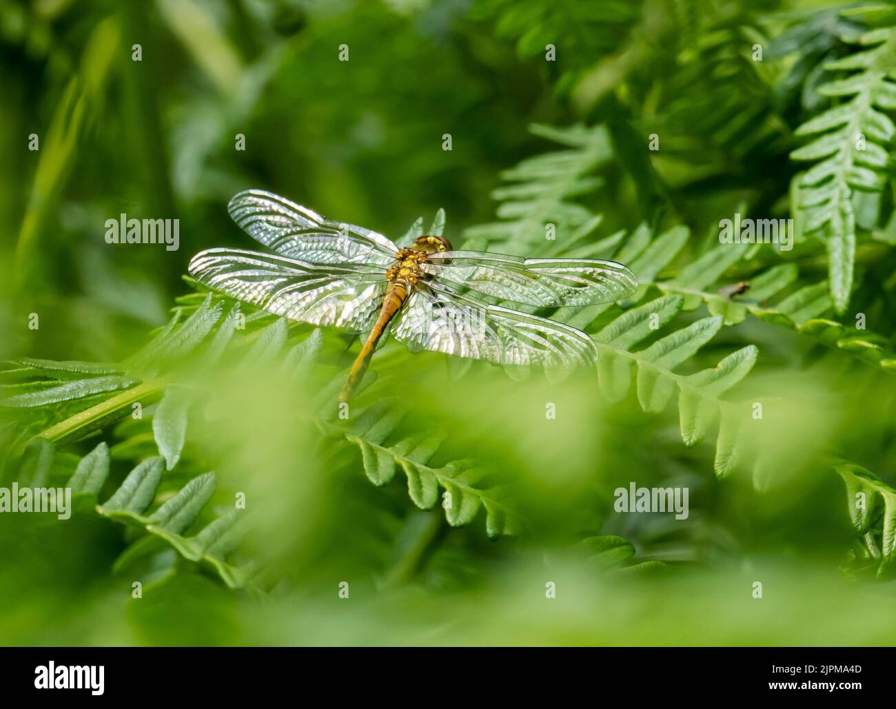 A female Ruddy Darter; Sympetrum sanguineum; at Foulshaw, moss, Cumbria ...