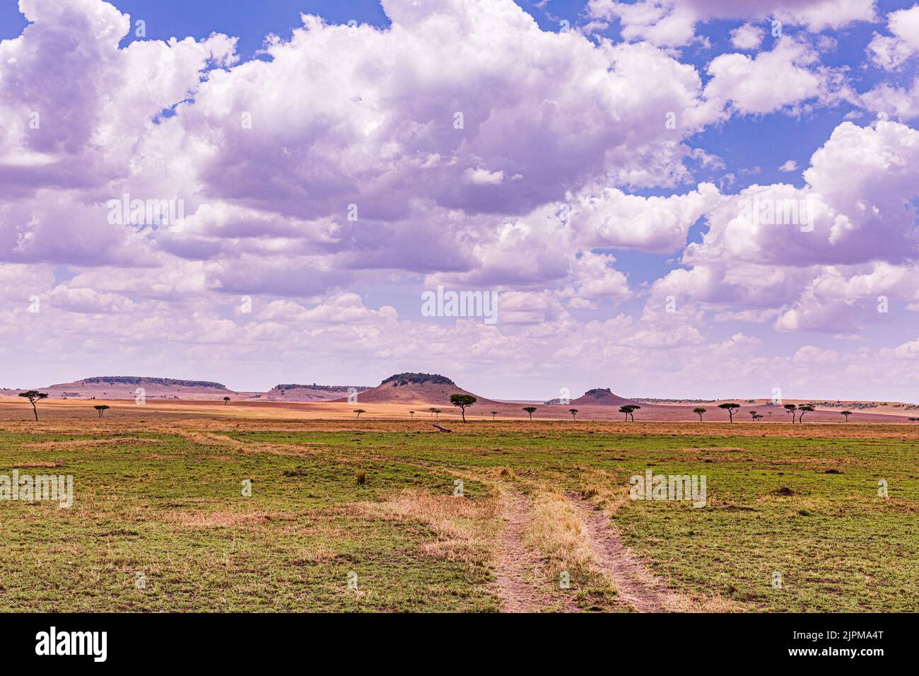 Maasai Mara National Game Reserve Park triangle Narok County Kenya East ...