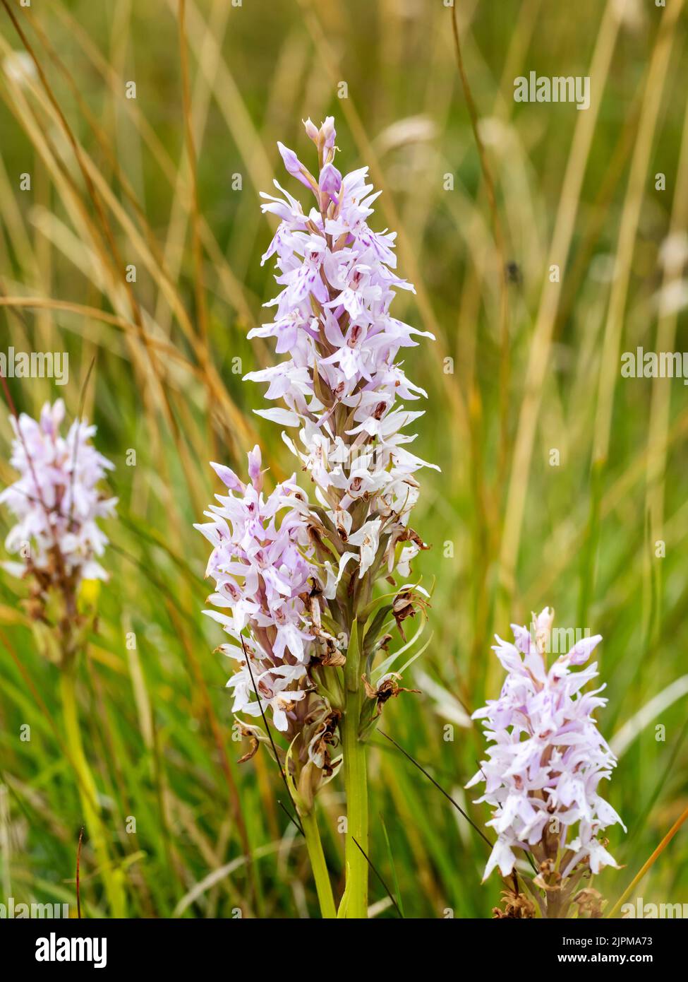 A Common Spotted Orchid, Dactylorhiza fuchsii flowering on Hutton Roof ...