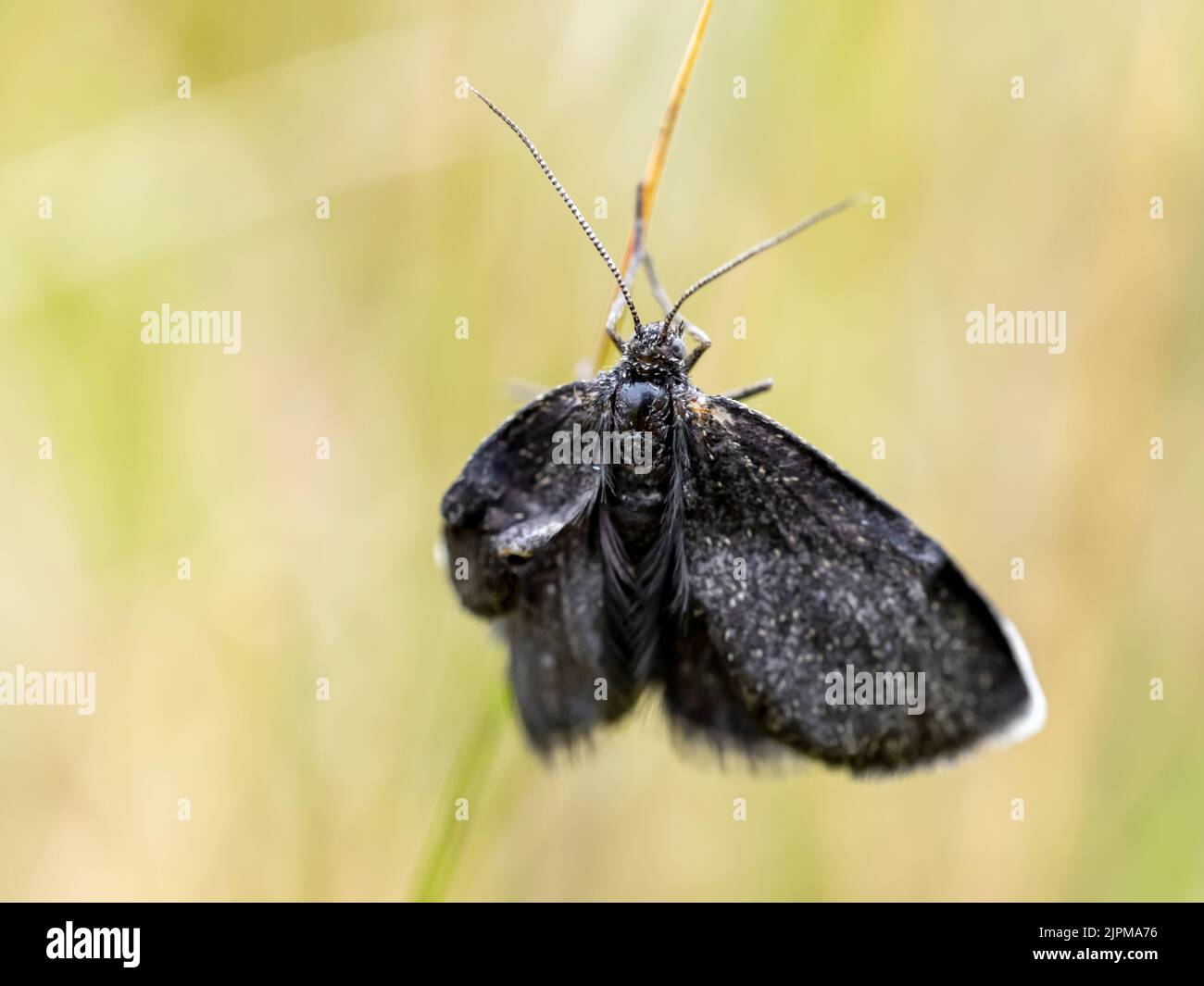 A Chimney Sweeper moth, Odezia atrata, on Hutton Roof, Cumbria, UK ...