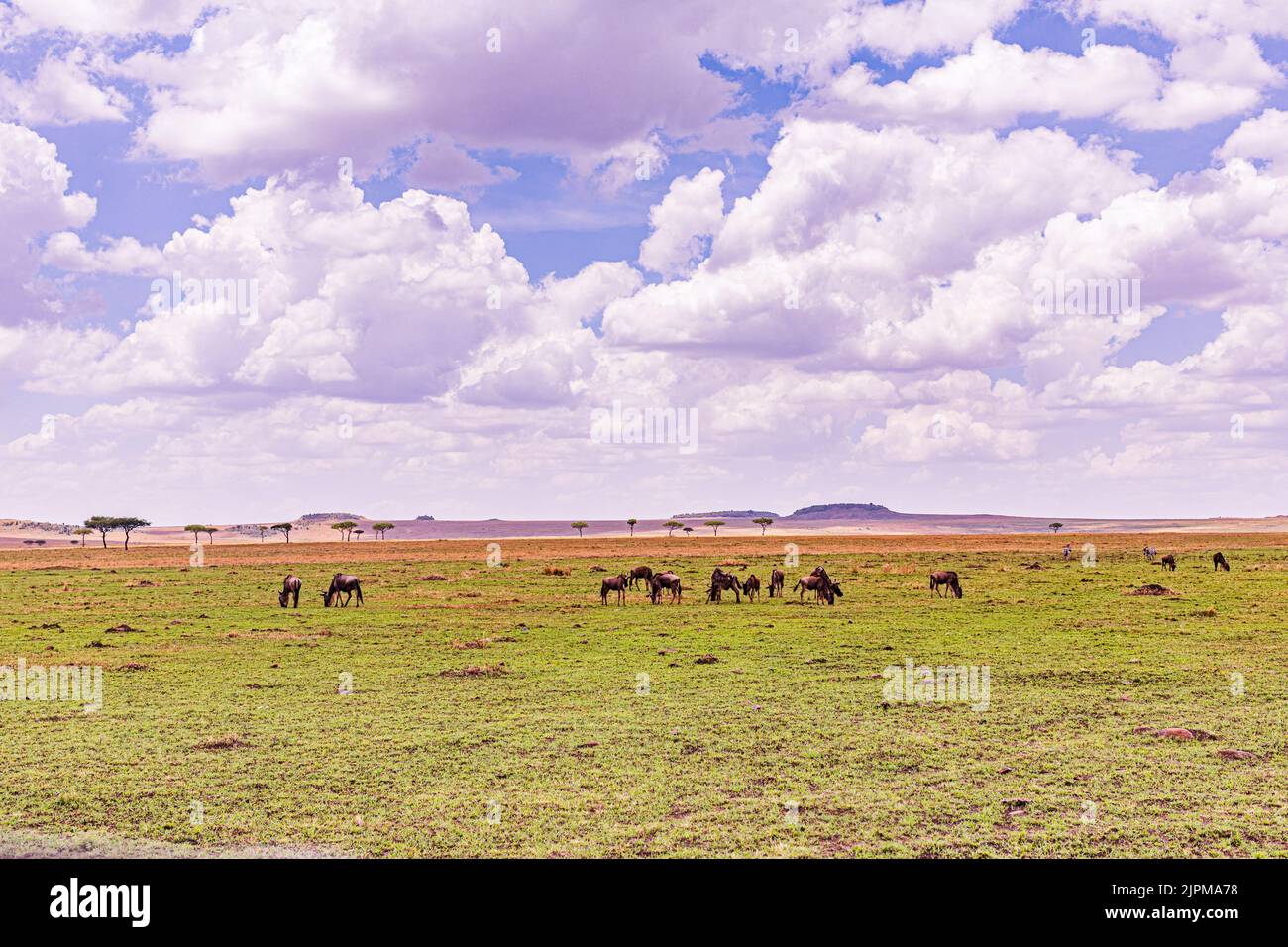 Group of dead wildebeest hi-res stock photography and images - Alamy