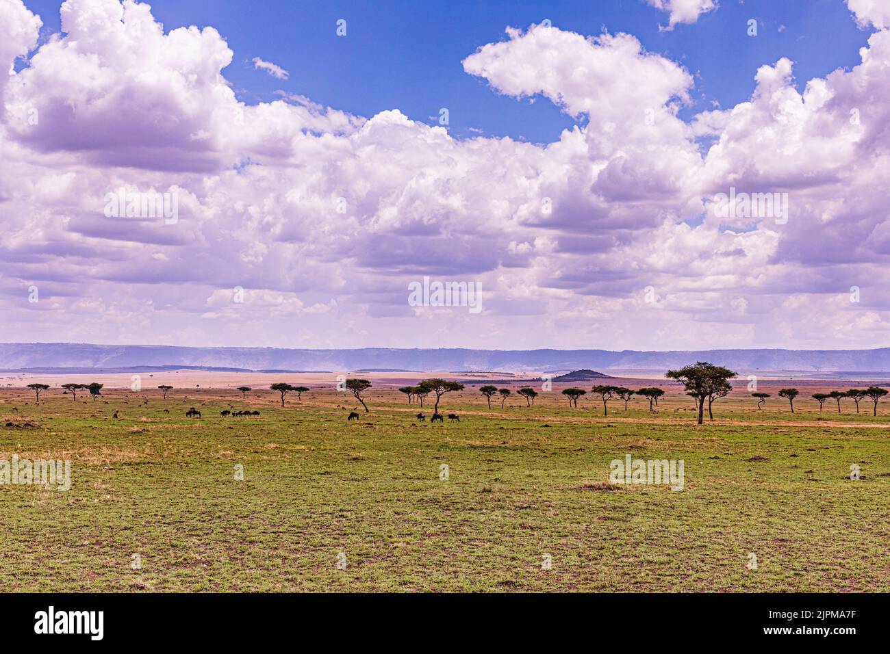 Group of dead wildebeest hi-res stock photography and images - Alamy