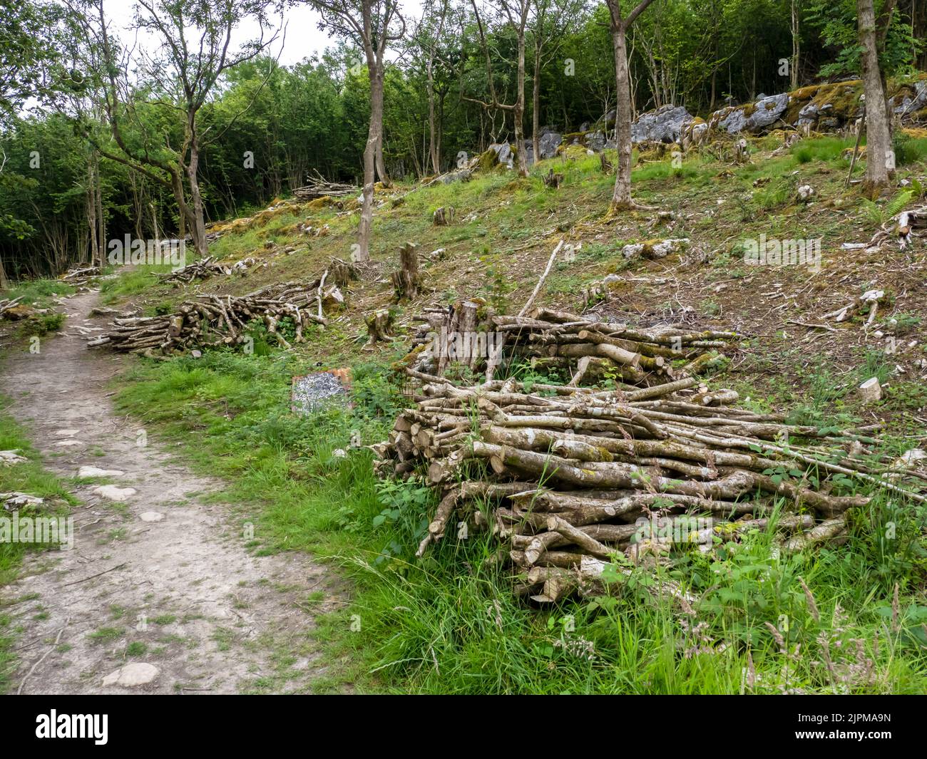 Hazel coppicing to provide better habitat for butterflies on Hutton ...