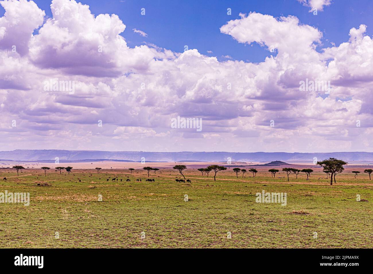 Maasai Mara National Game Reserve Park triangle Narok County Kenya East ...