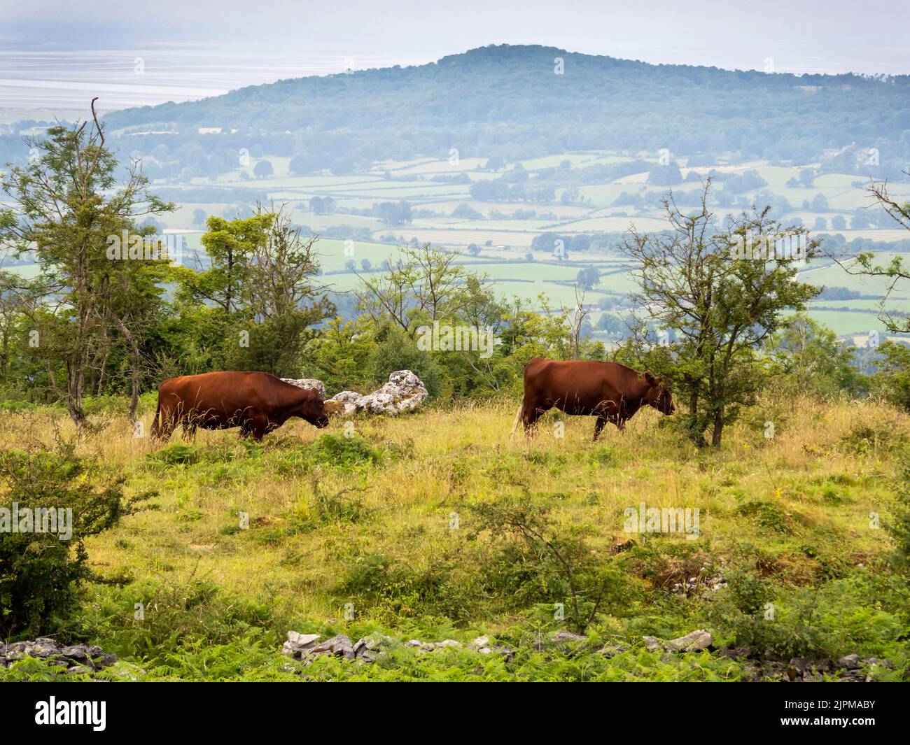Red Poll Cattle being used for conservation grazing on Hutton Roof ...