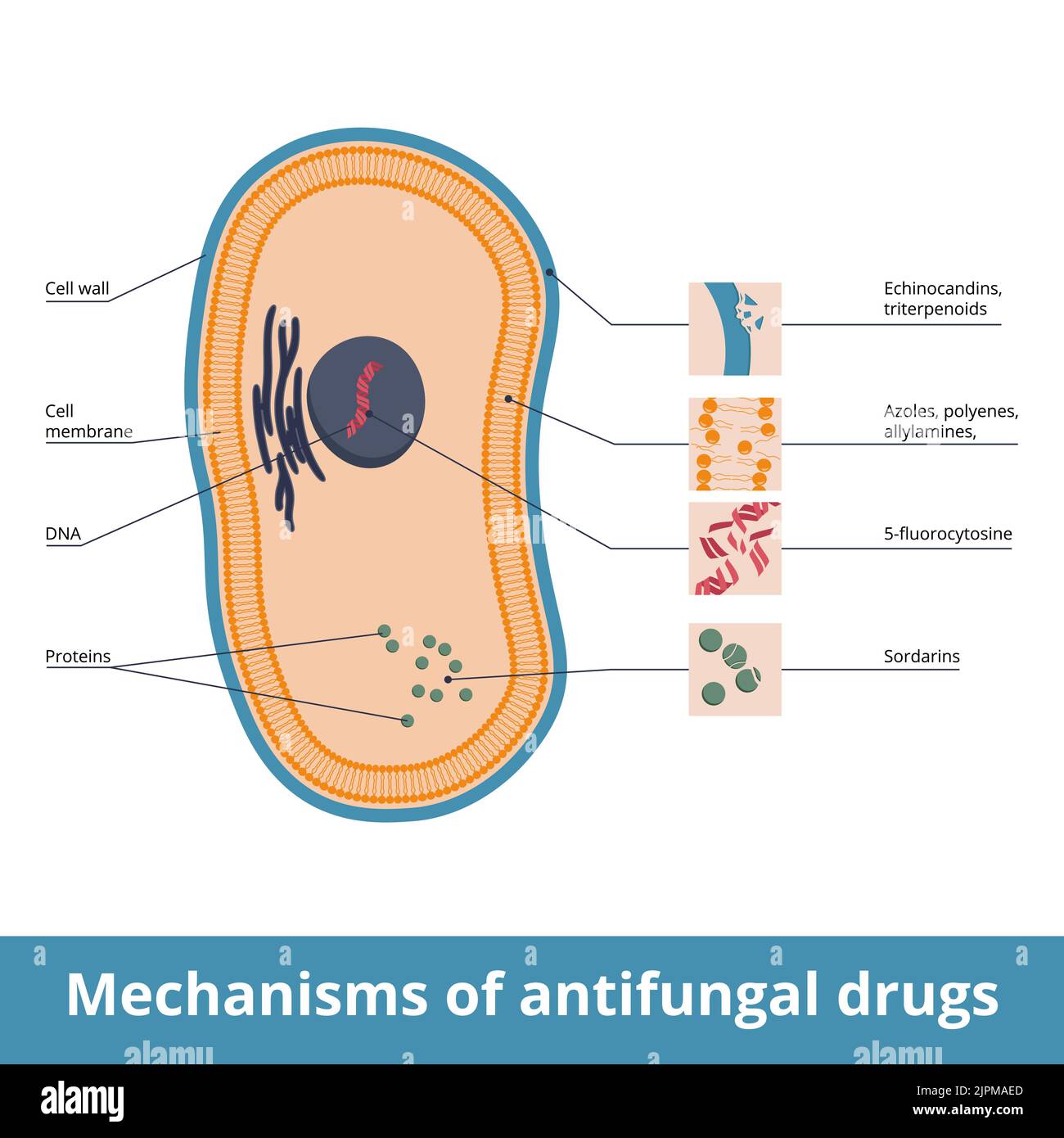 Mechanisms of antifungal drugs. Antimycotic medications and targeted ...
