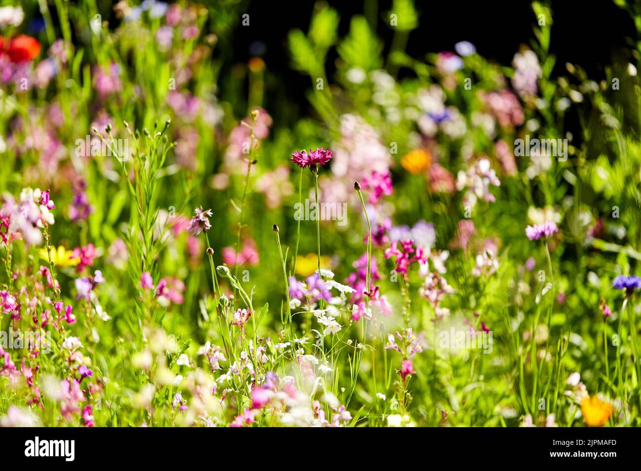 Beautiful field flowers in summer hi-res stock photography and images ...