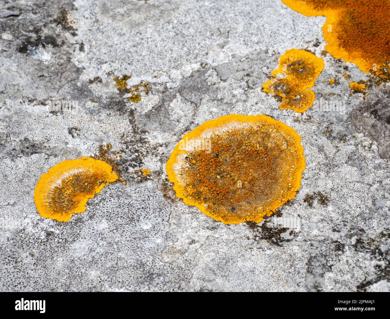 Caloplaca flavescens lichen on limestone pavement on Farleton Fell ...