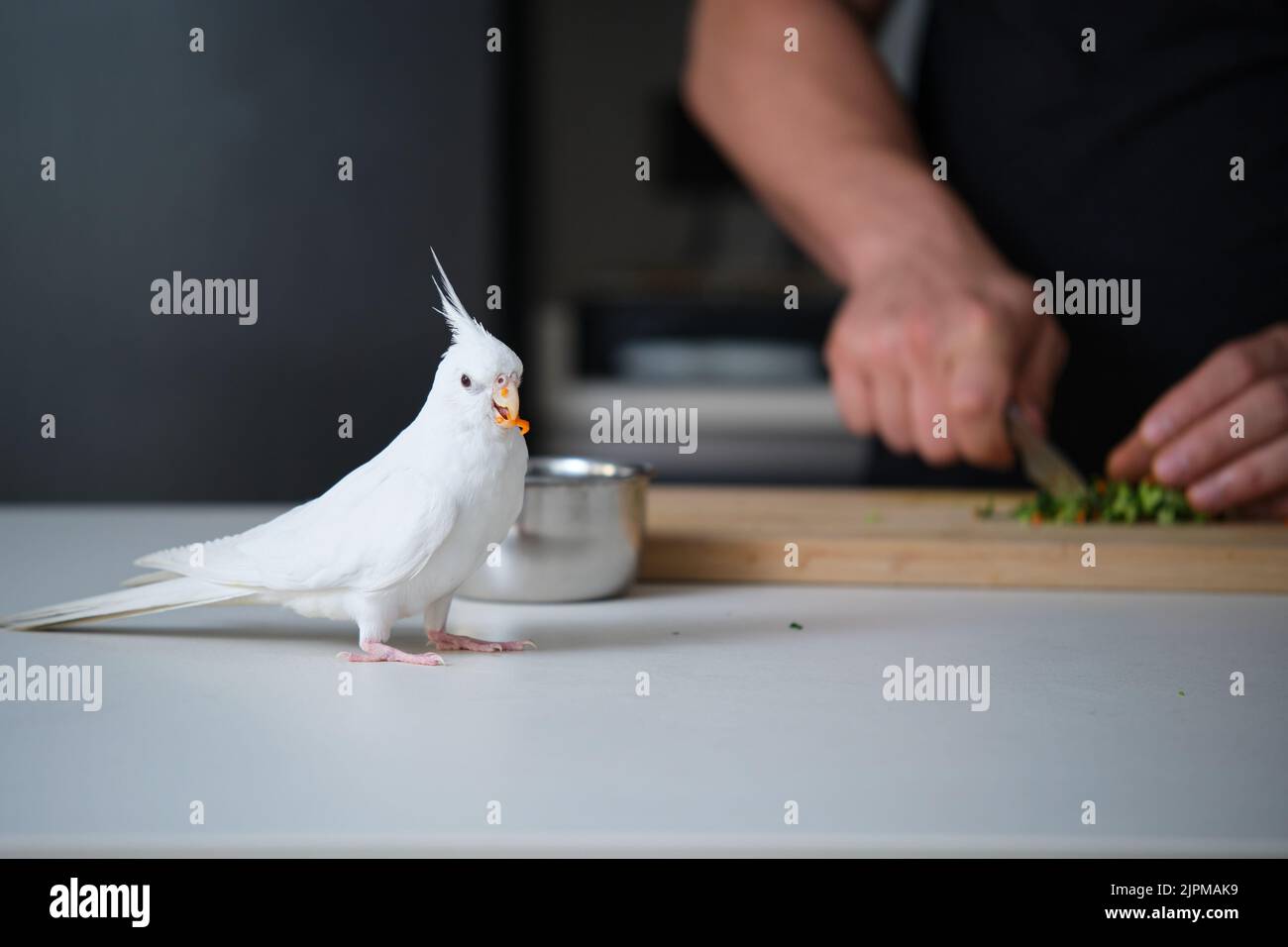Albino cockatiel eating carrot while its owner prepare its salad Stock ...