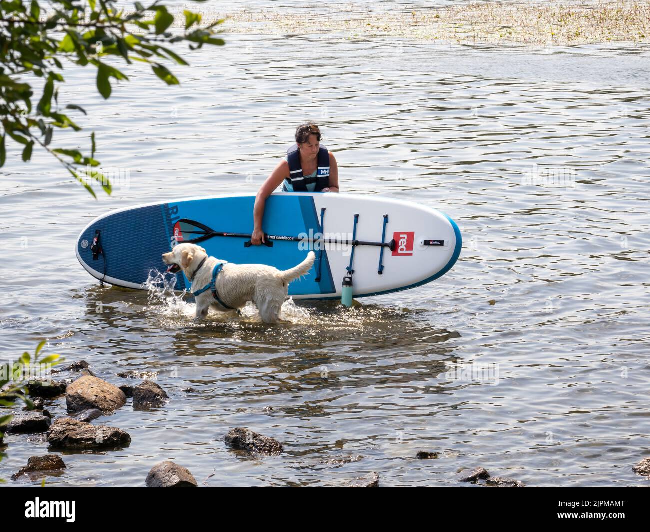 A woman and dog cool off in Lake Windermere in the mid July 2022 ...
