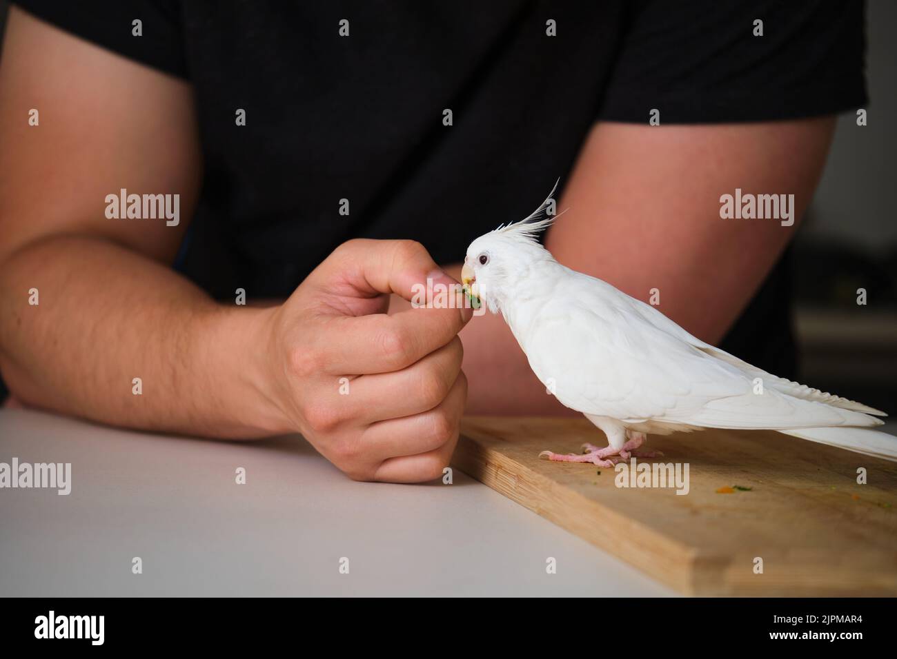 Albino cockatiel eating spinach from its owner hand Stock Photo - Alamy